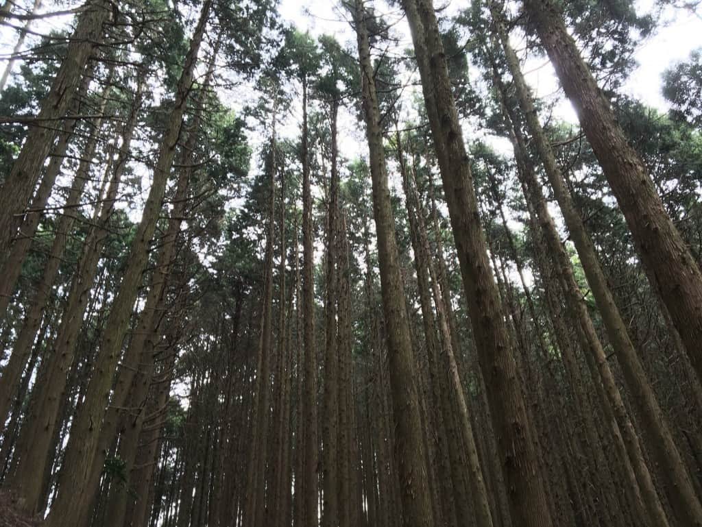 Hike from Shugakuin to Mount Hiei and Enryaku-ji Temple