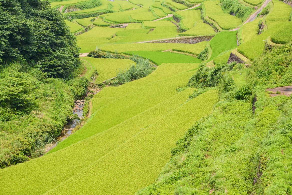 Stunning Terraced Rice Fields in Kyushu