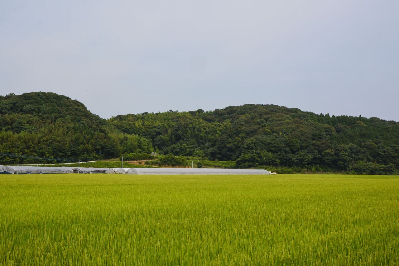 Stunning Terraced Rice Fields in Kyushu