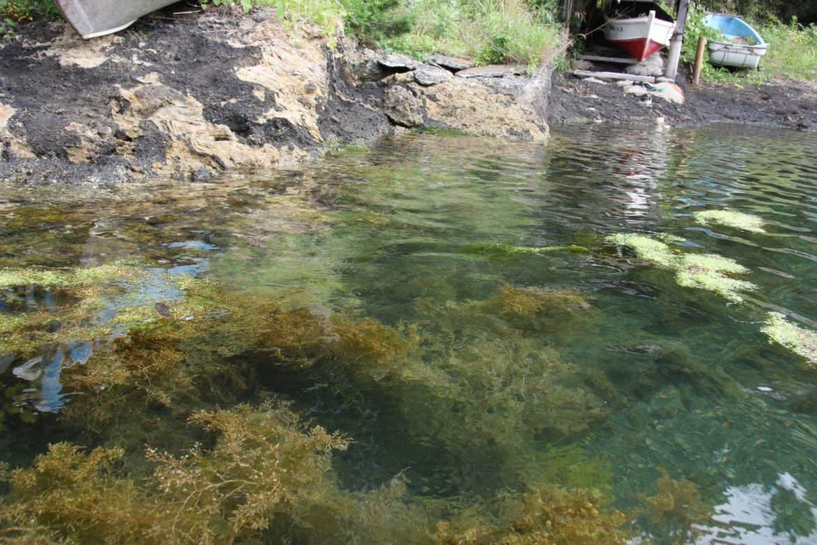 Sado Island: Exploring the Sea Bottom Aboard a Traditional Boat