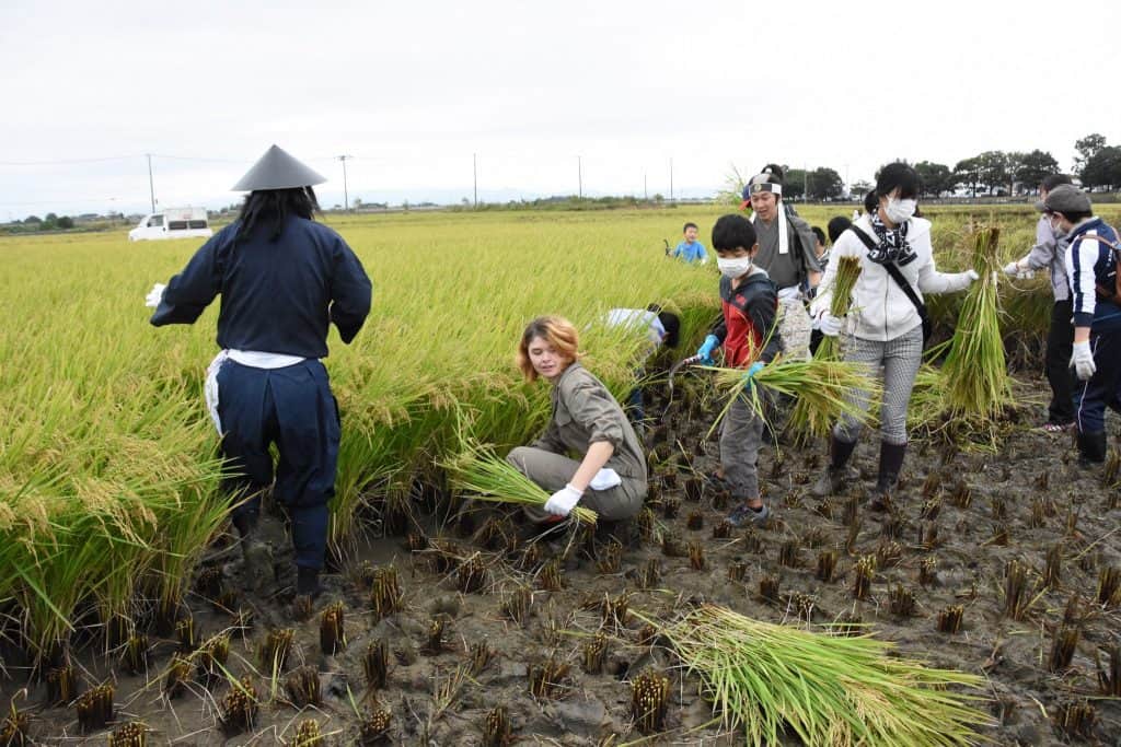 Rice Field Art Worthy of a Guiness World Record in Gyoda, Saitama