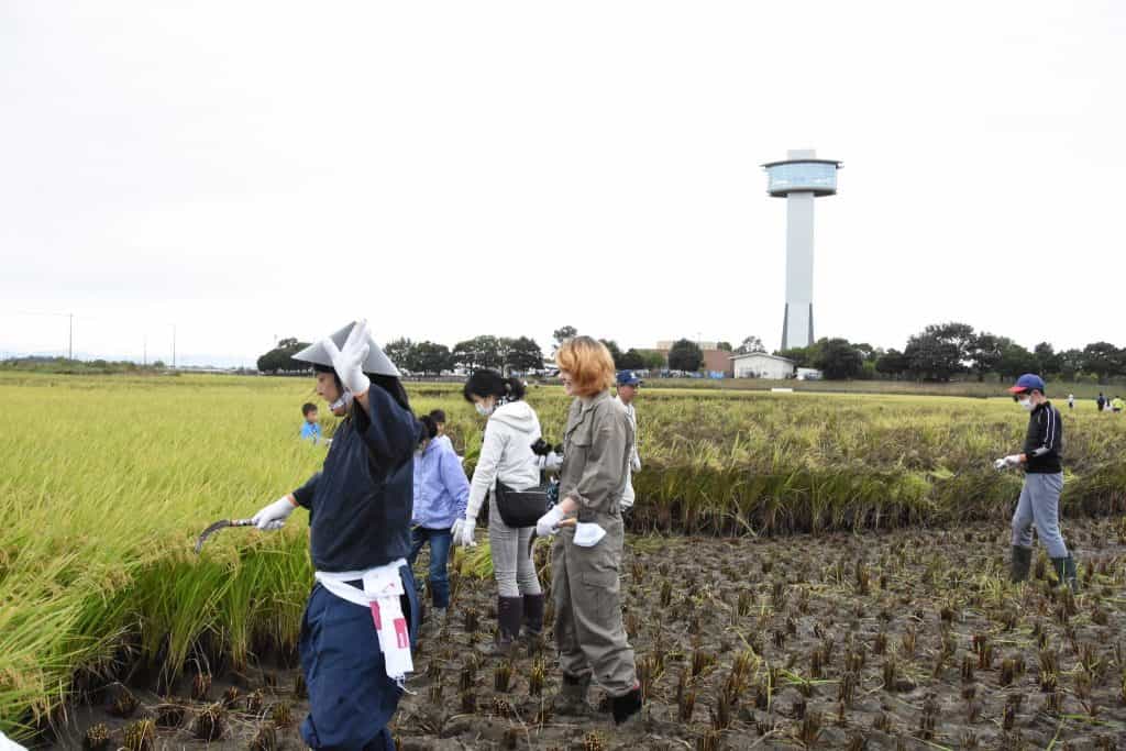 Rice Field Art Worthy of a Guiness World Record in Gyoda, Saitama