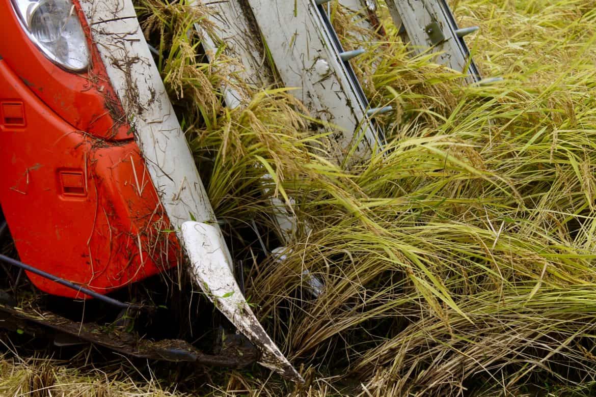 Experience Rice Harvesting in Japan in the Niigata Countryside