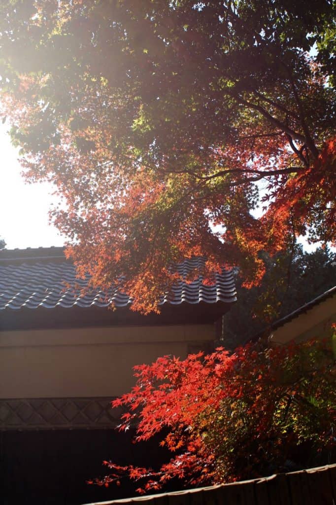 Admire the Beautiful Autumn Foliage of Okayama’s Sogenji Temple