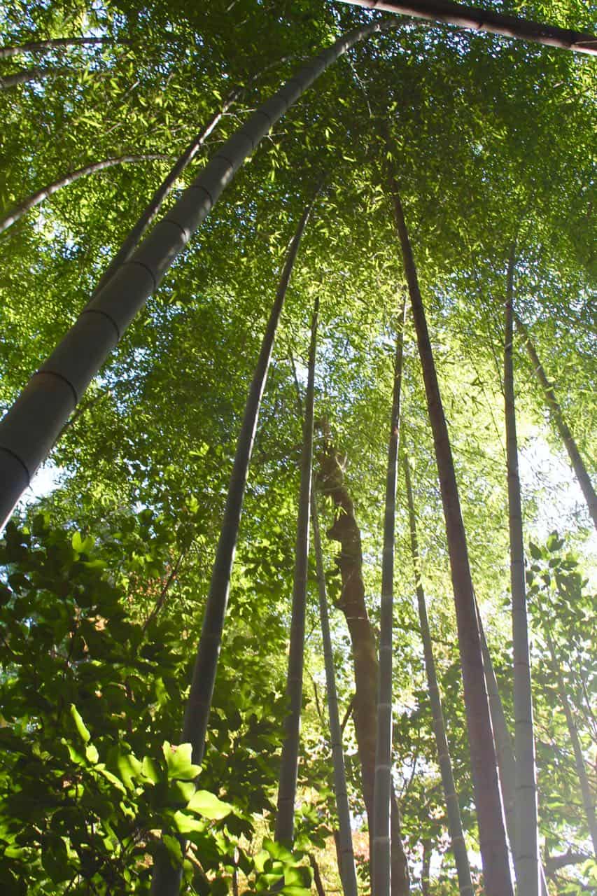 Admire the Beautiful Autumn Foliage of Okayama’s Sogenji Temple