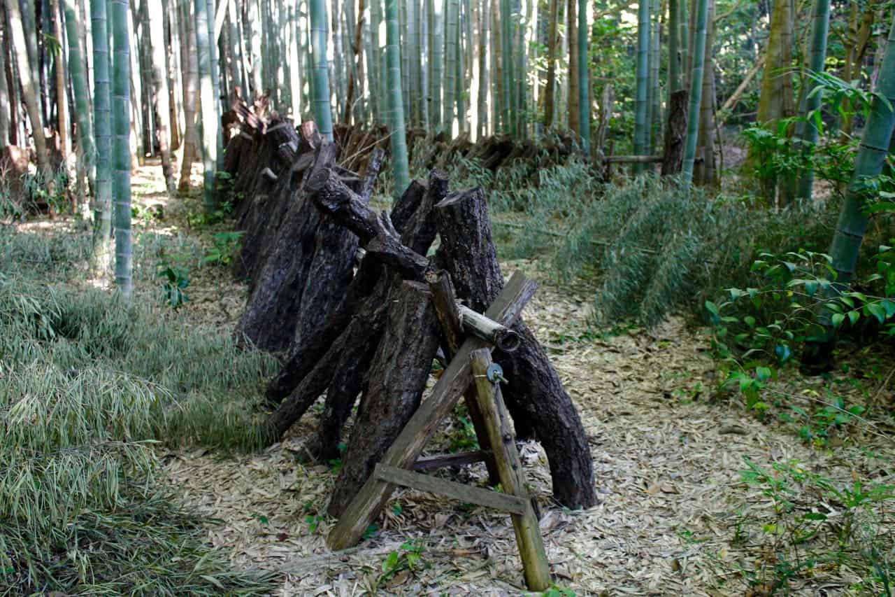Admire the Beautiful Autumn Foliage of Okayama’s Sogenji Temple