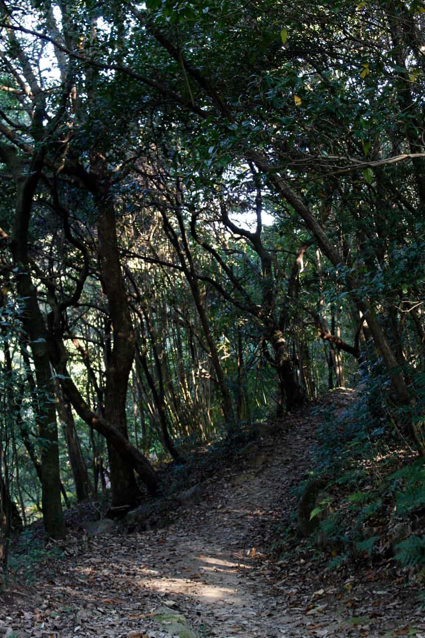 Admire the Beautiful Autumn Foliage of Okayama’s Sogenji Temple