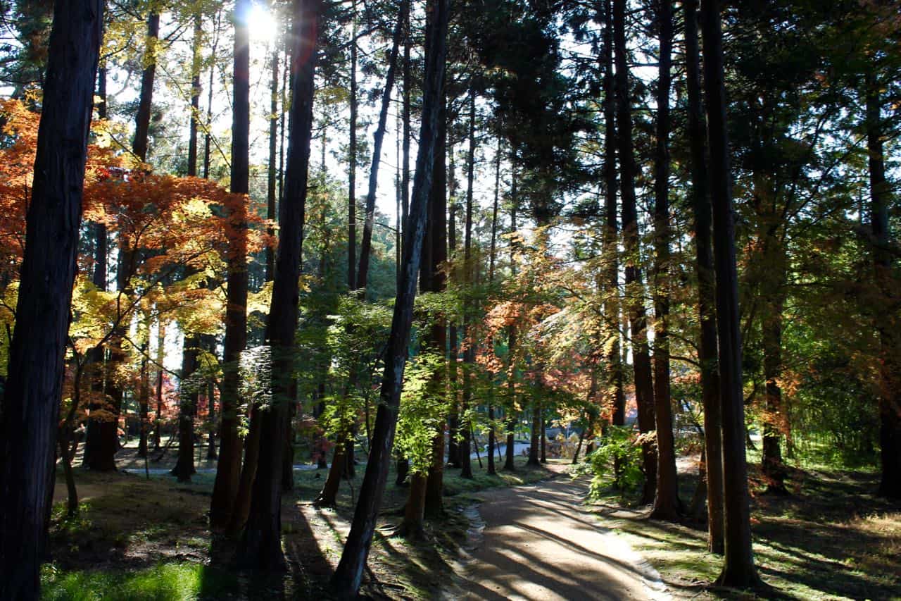 Admire the Beautiful Autumn Foliage of Okayama’s Sogenji Temple
