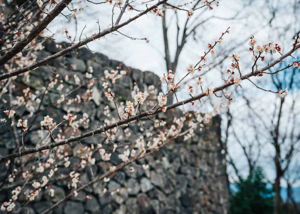 How Oka Castle Became Japan's Most Beloved Ruins
