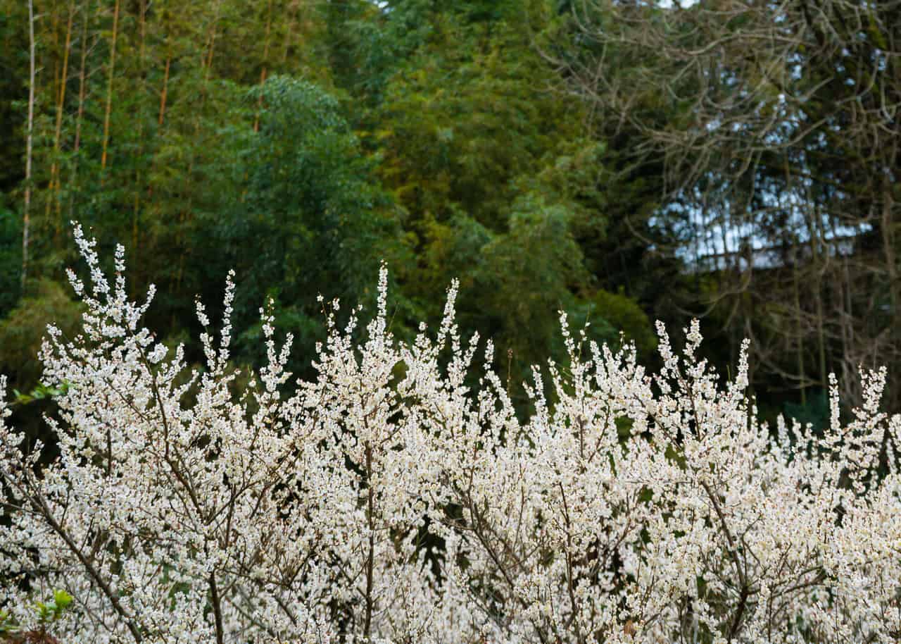 Food and Friendship at Wakabayashi Farm Stay in Yufu City