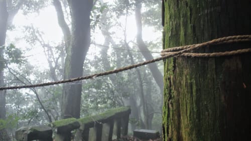 Hiking in Japan: Follow the Pilgrimage Path of Oita's Mount Omoto Shrine