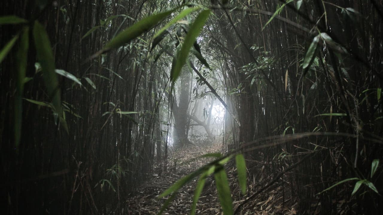 Hiking in Japan: Follow the Pilgrimage Path of Oita's Mount Omoto Shrine