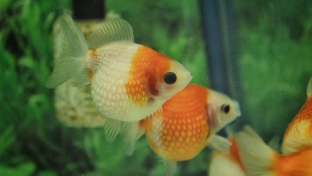 Enter Nagasu Town's World of Goldfish!