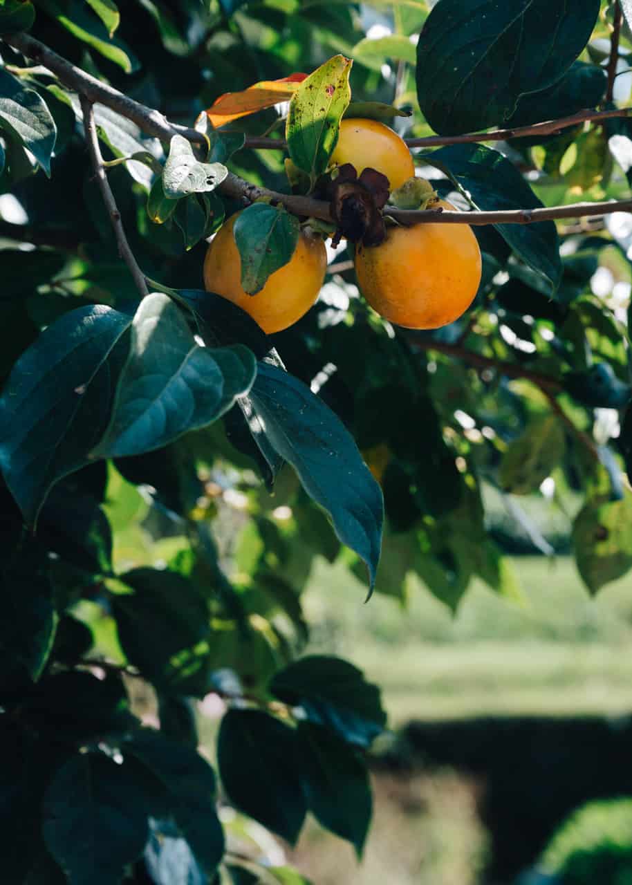 Waita Onsen: Kumamoto's Most Relaxing Place You've Never Heard Of