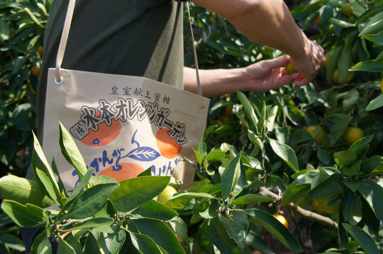 Kumamoto Delights: Tasty Fruit and Relaxing Onsen