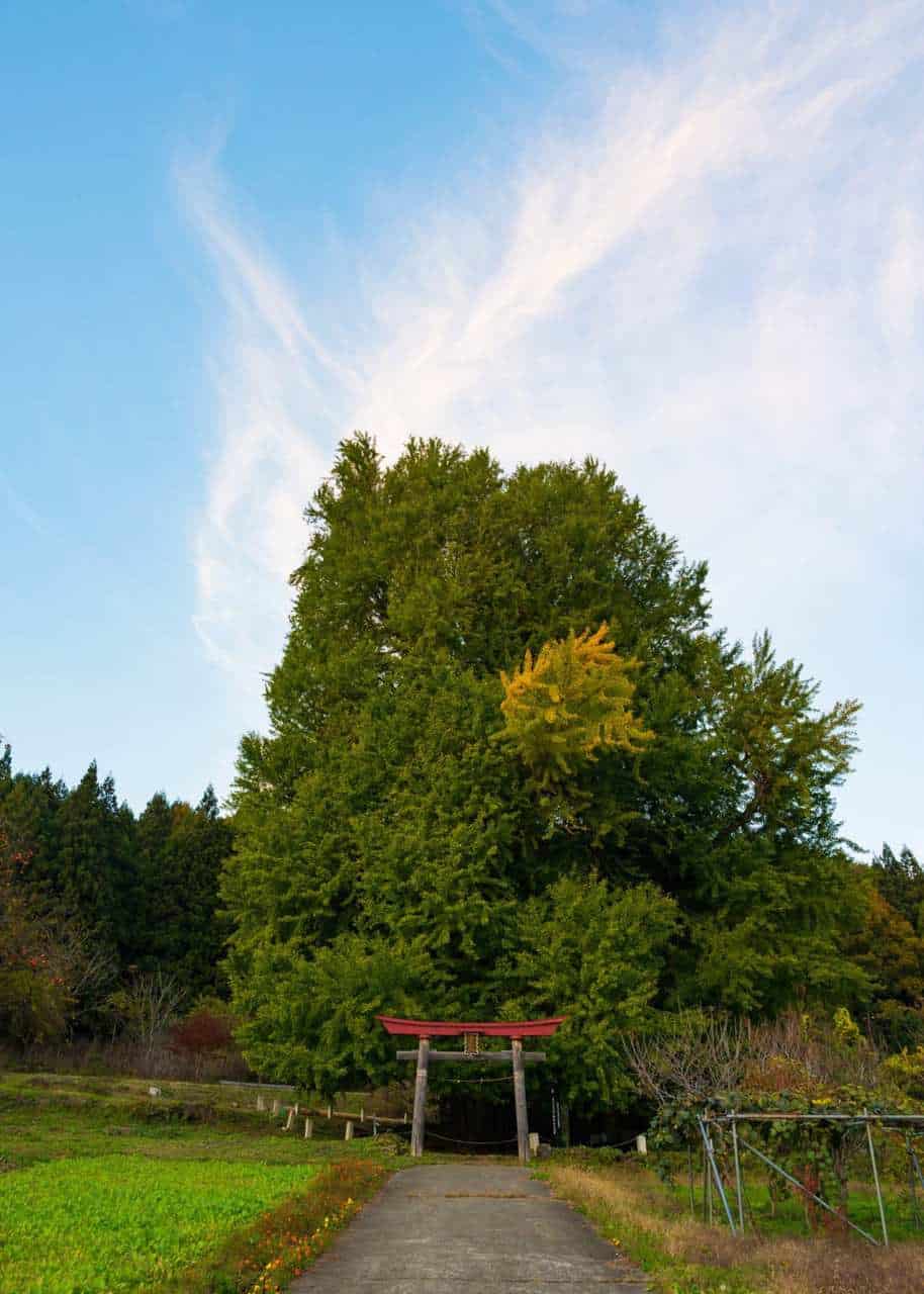 3 Ways To Spend A Perfect Day in Iiyama City