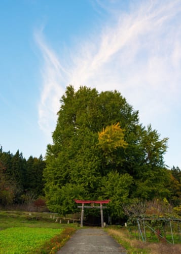 3 Ways To Spend A Perfect Day in Iiyama City