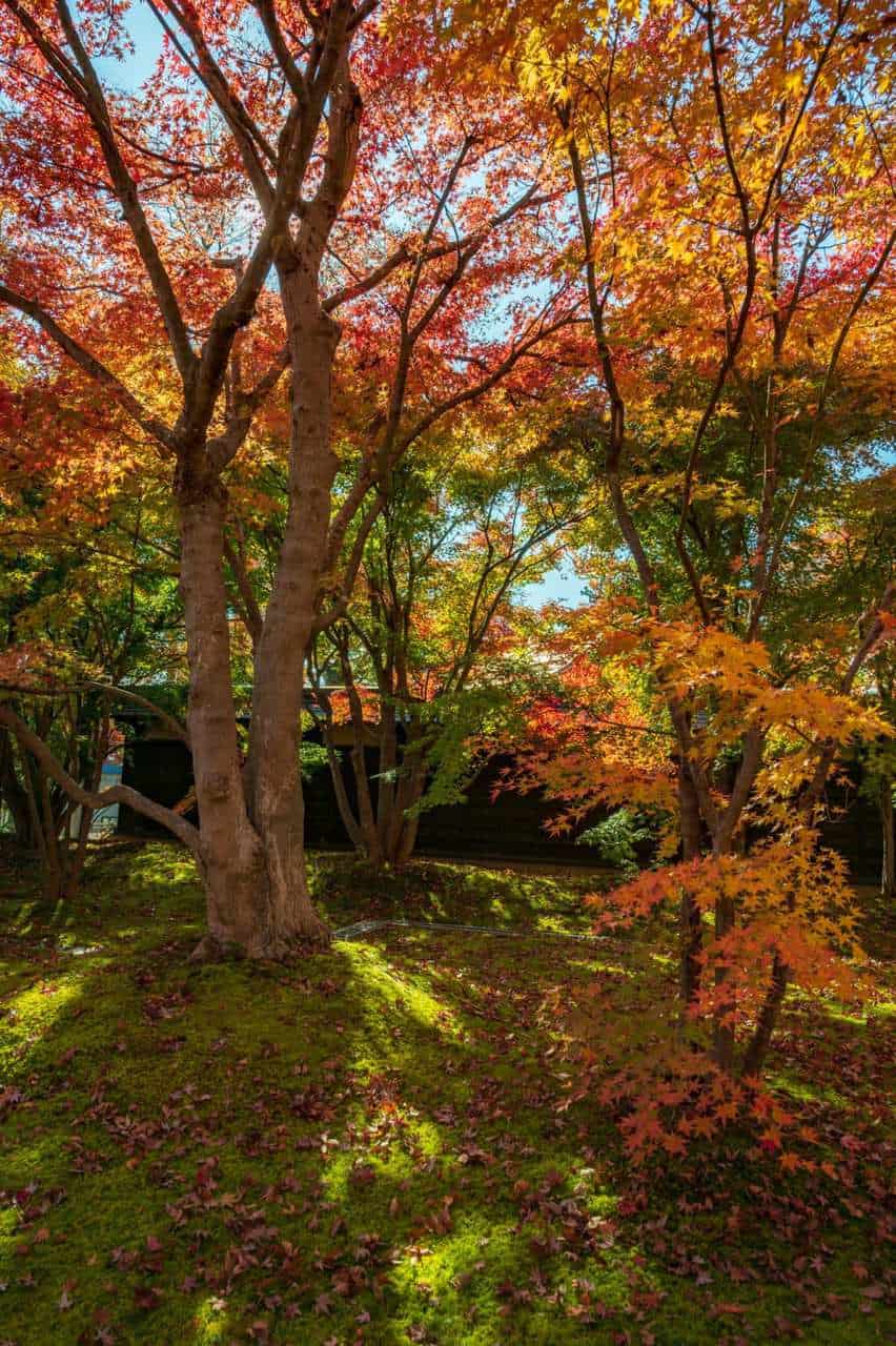 3 Ways To Spend A Perfect Day in Iiyama City