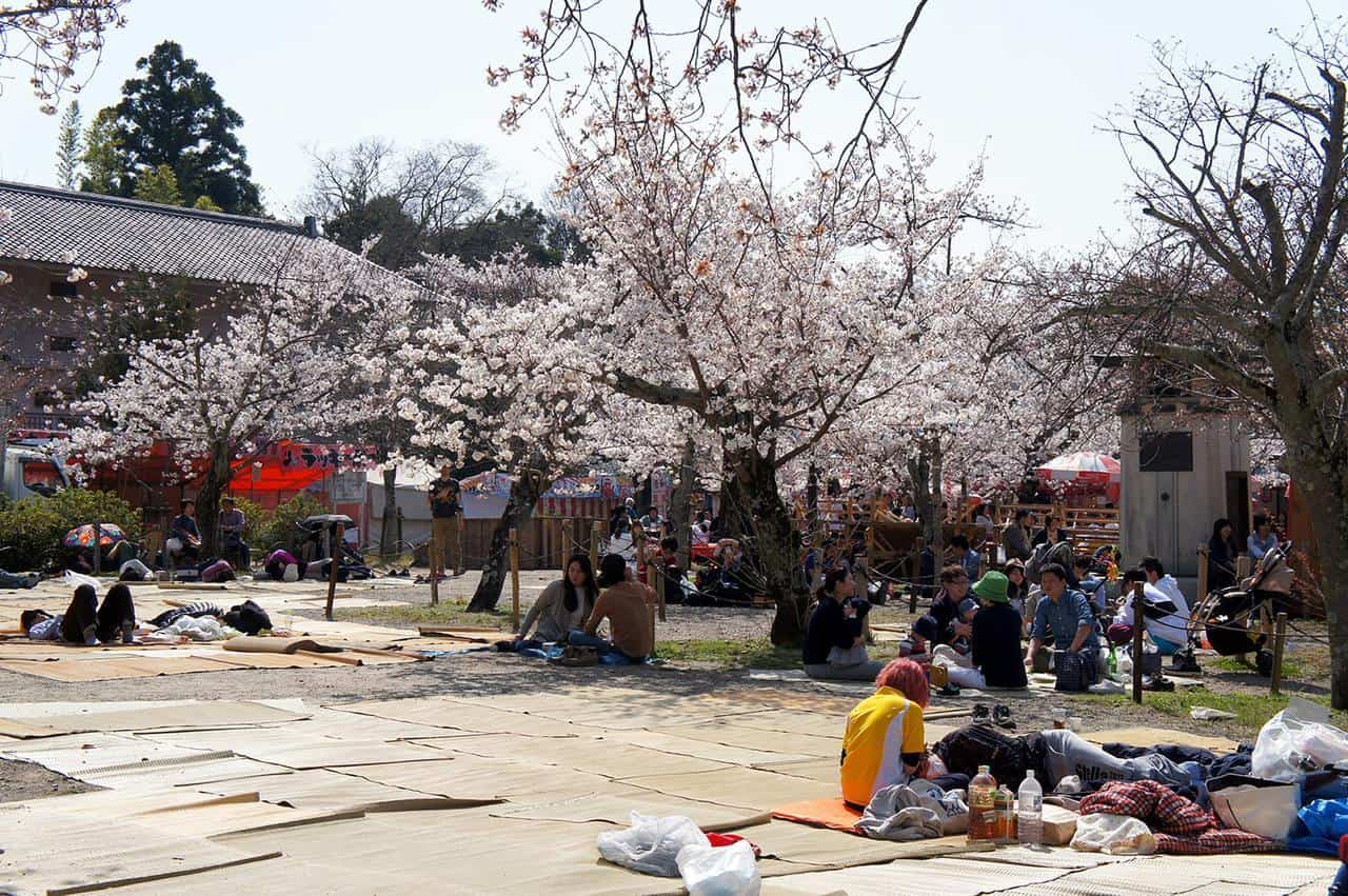Complete Hanami Guide: Enjoy Cherry Blossom Viewing in Japan
