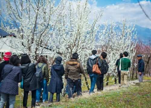 Peach Blossoms: Japan's Other Spring Flower Blossoms