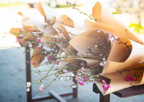 Peach Blossoms: Japan's Other Spring Flower Blossoms