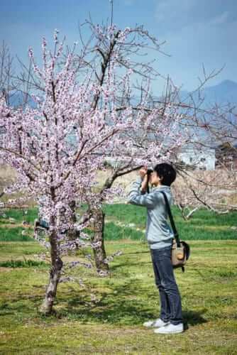 Peach Blossoms: Japan's Other Spring Flower Blossoms