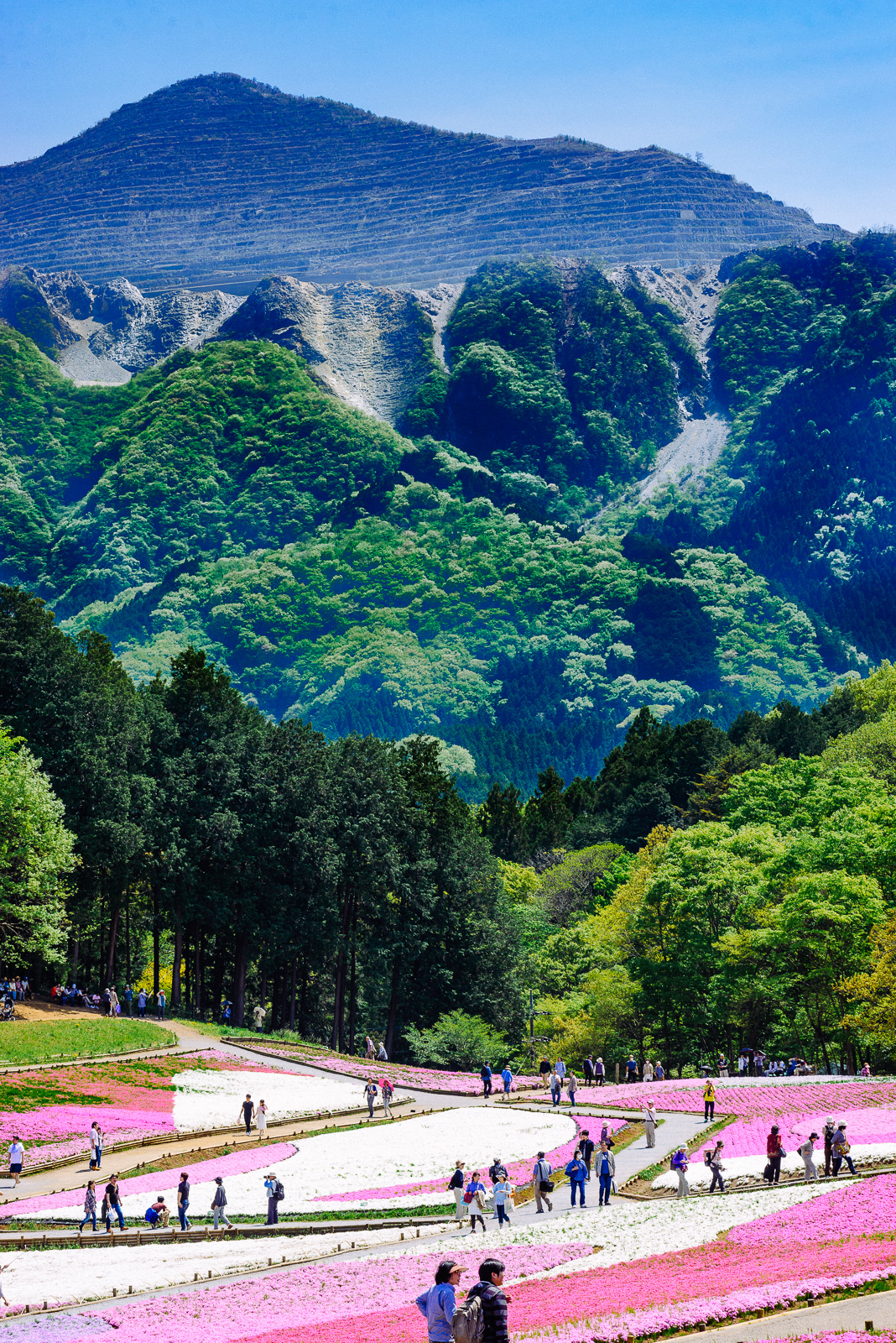 Chichibu Shibazakura Flower Festival: One Day Trip from Tokyo
