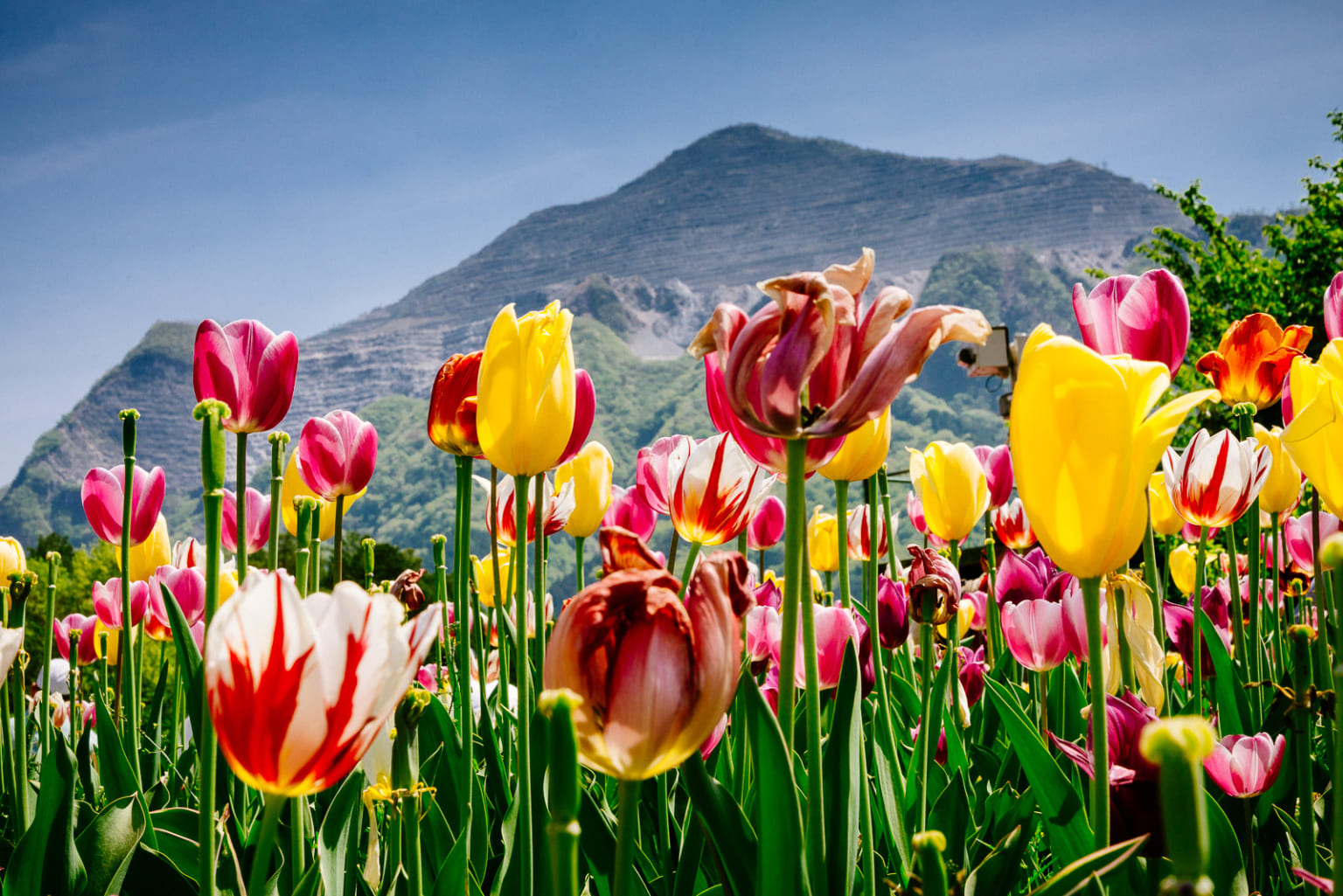 Chichibu Shibazakura Flower Festival: One Day Trip from Tokyo