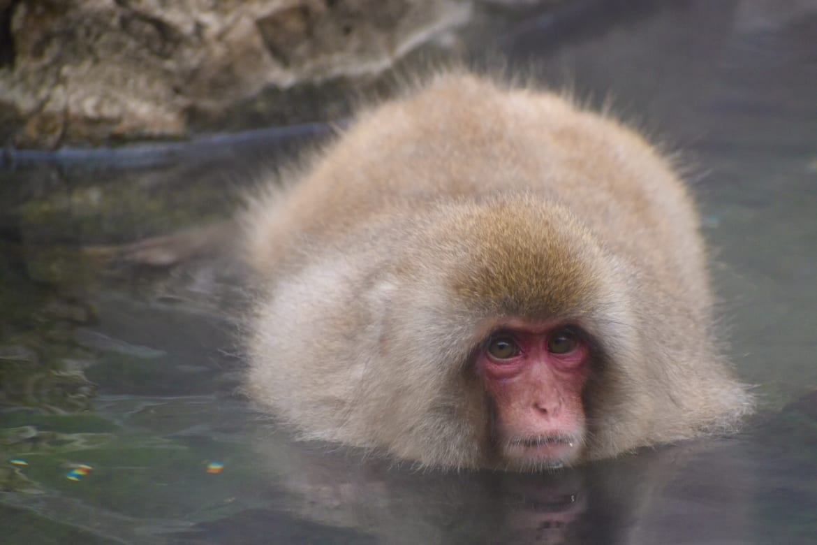 How To Visit the Hot Springs Snow Monkeys of Japan