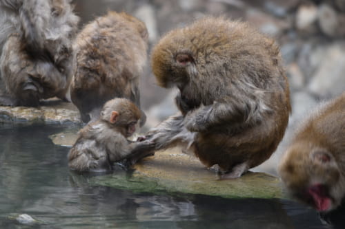 How To Visit the Hot Springs Snow Monkeys of Japan