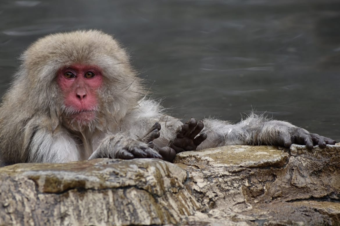 How To Visit the Hot Springs Snow Monkeys of Japan