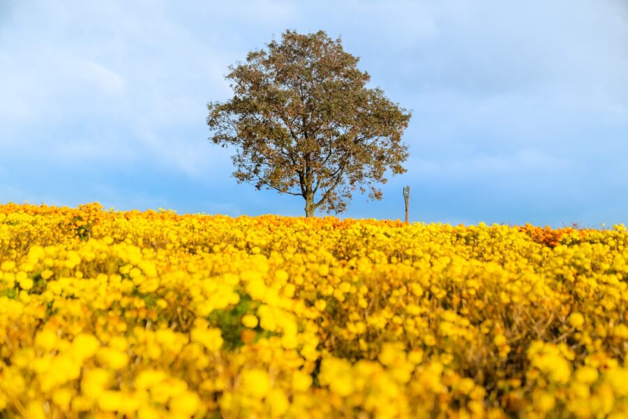 Is Oita Prefecture in Kyushu One of Japan's Most Beautiful Places?