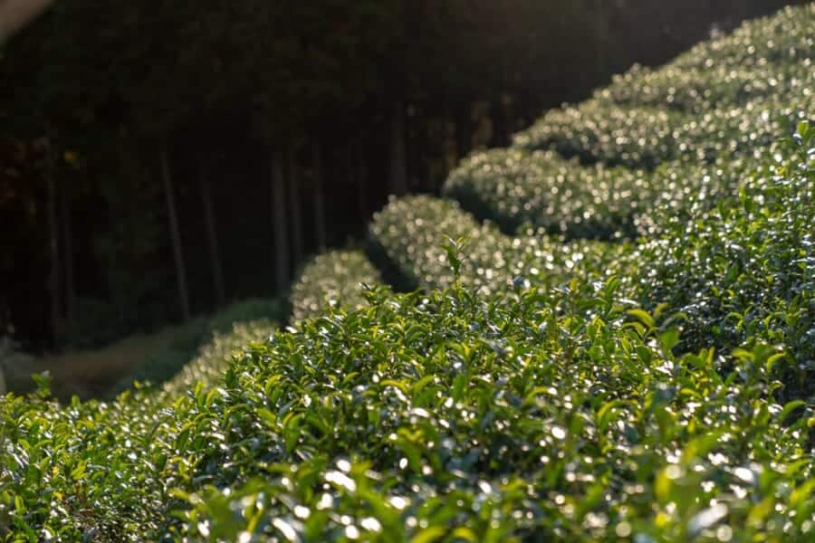 Taste Wazuka's Famous Green Teas at Uji Green Tea Farm near Kyoto