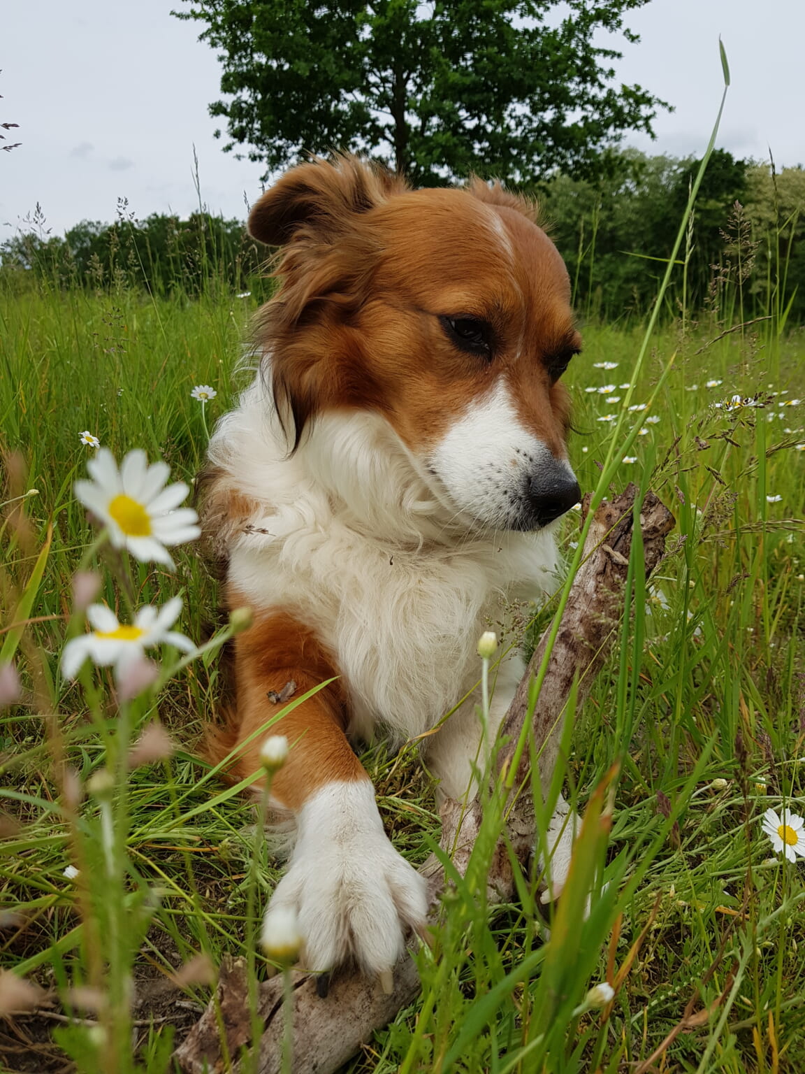 Japanese Dogs: The Most Popular Breeds & What they Cost?