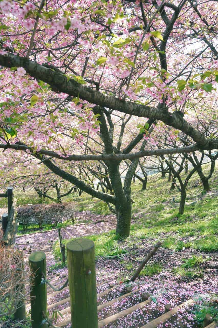 Matsuda Cherry Blossom Festival: Early Sakura Season Near Tokyo