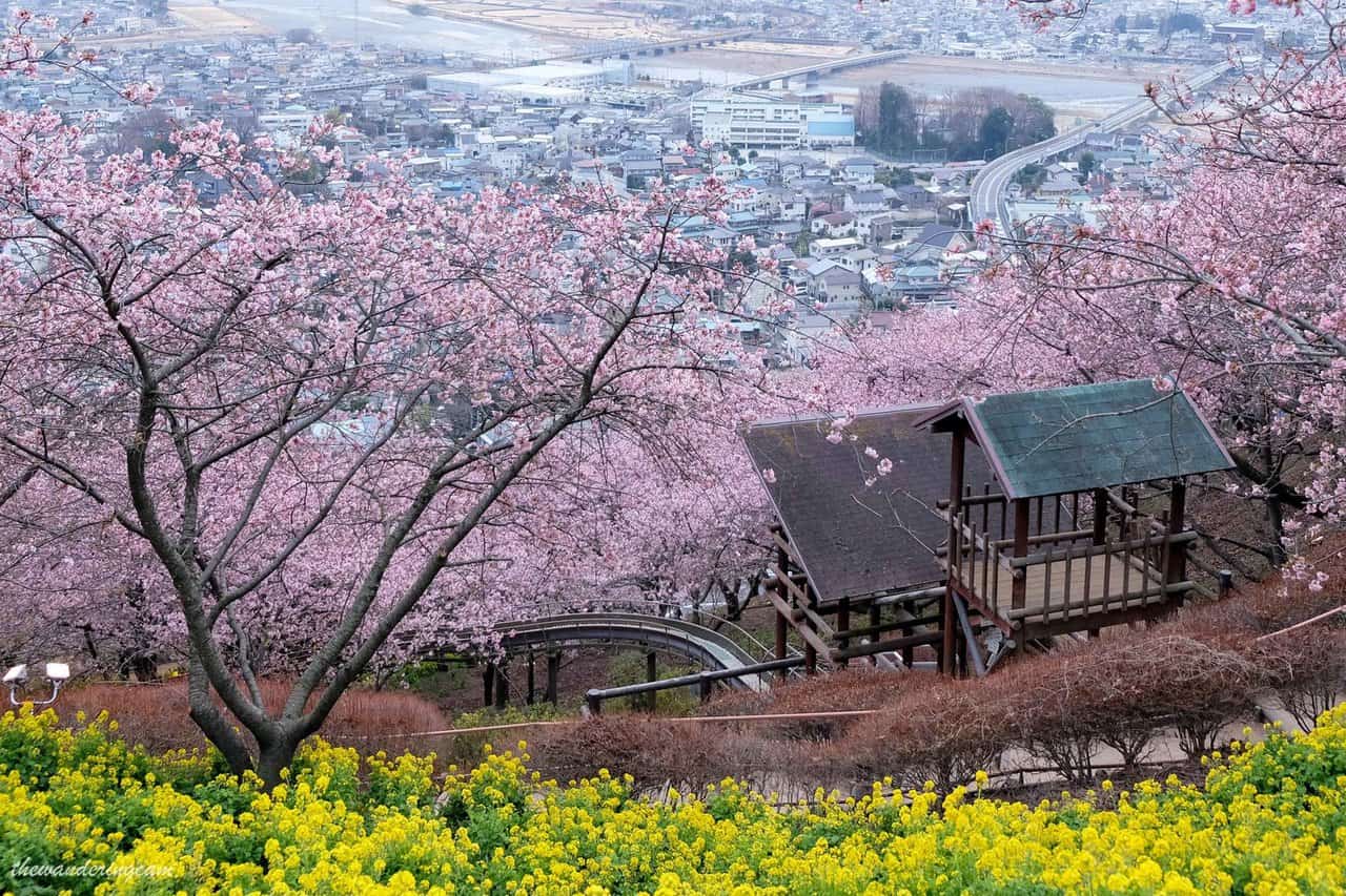 Matsuda Cherry Blossom Festival: Early Sakura Season Near Tokyo