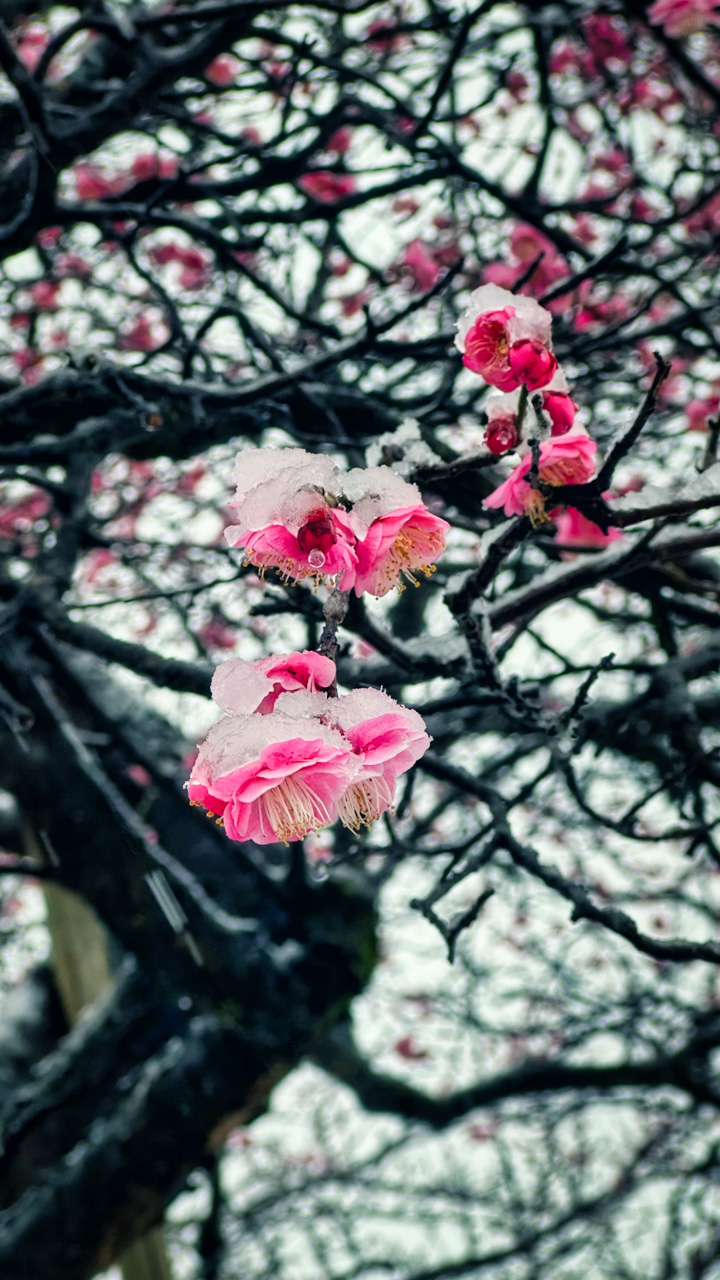 Spring in Japan: Ume, Momo & Sakura Blossoms