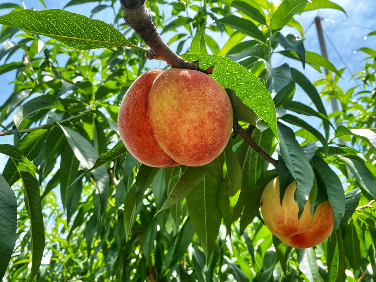 Best Things to See and Do Outside Tokyo in Kofu, Yamanashi Prefecture