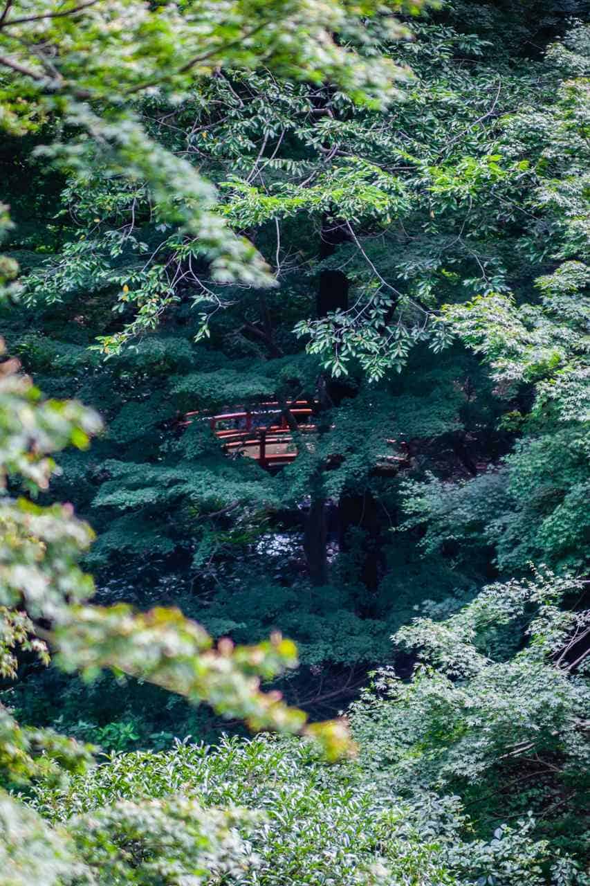 Todoroki Valley: One of the Most Beautiful Parks in the Middle of Tokyo