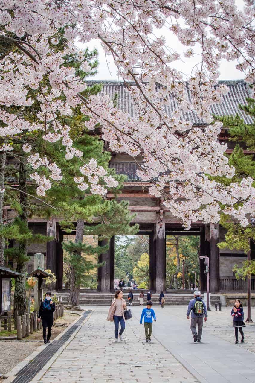 Sakura in Nara: The Best Cherry Blossoms Spots in 2025