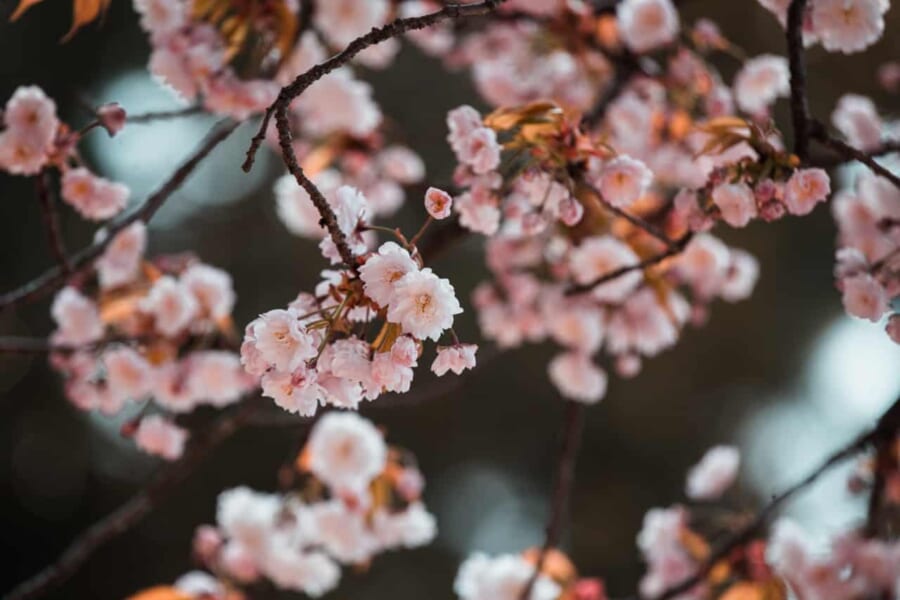 Sakura in Nara: The Best Cherry Blossoms Spots in 2025