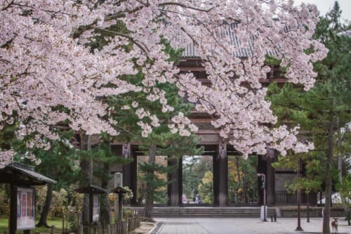 Sakura in Nara: The Best Cherry Blossoms Spots in 2025