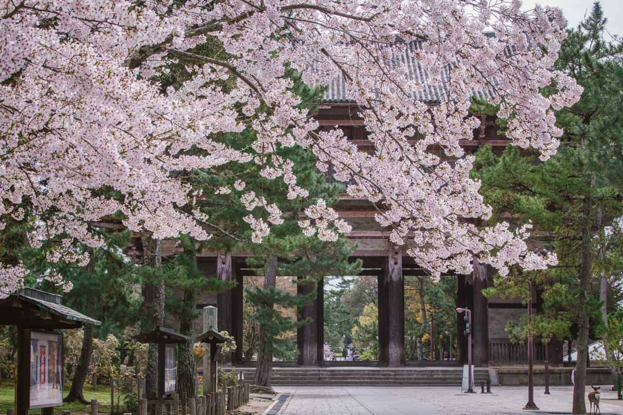 Sakura in Nara: The Best Cherry Blossoms Spots in 2025