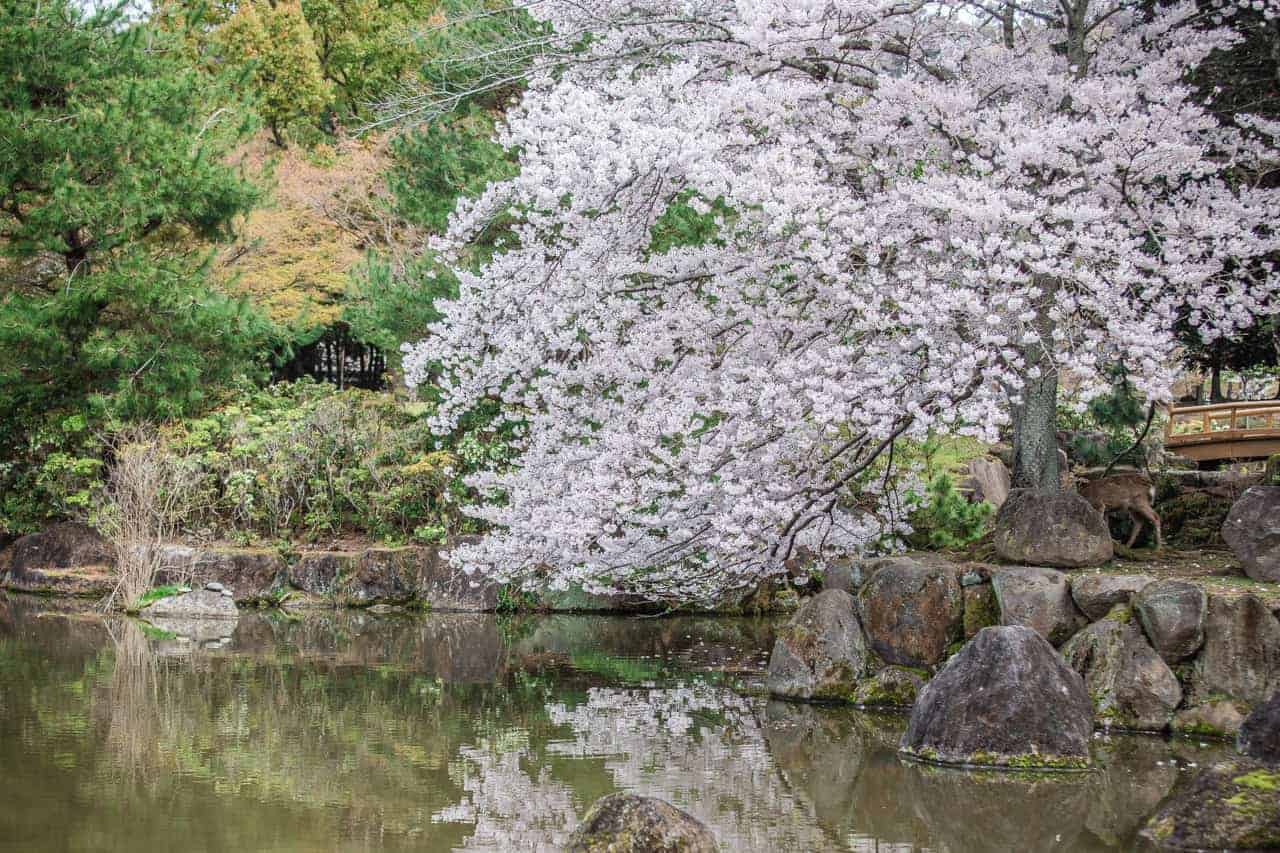 Sakura in Nara: The Best Cherry Blossoms Spots in 2025