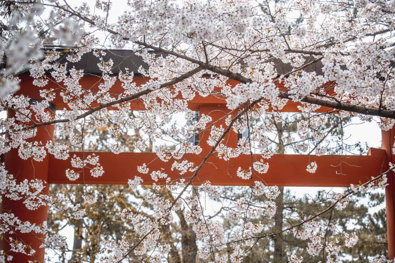 Sakura in Nara: The Best Cherry Blossoms Spots in 2025