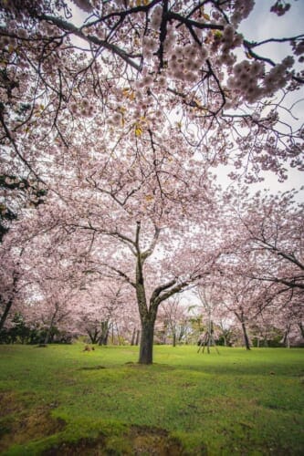 Sakura in Nara: The Best Cherry Blossoms Spots in 2025