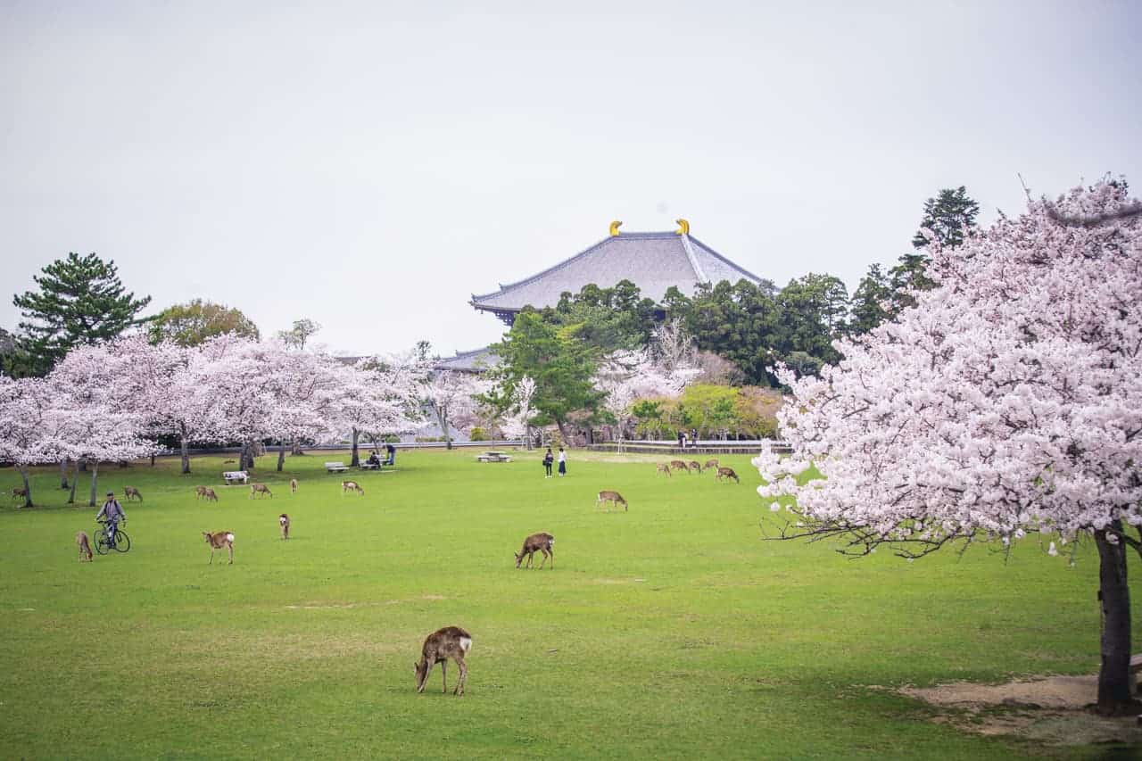 Sakura in Nara: The Best Cherry Blossoms Spots in 2025
