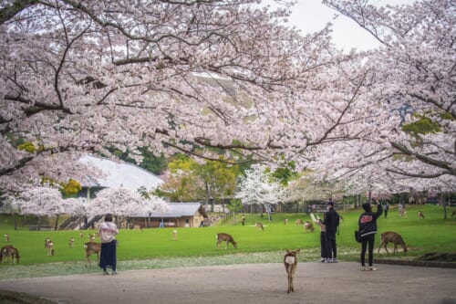 Sakura in Nara: The Best Cherry Blossoms Spots in 2025