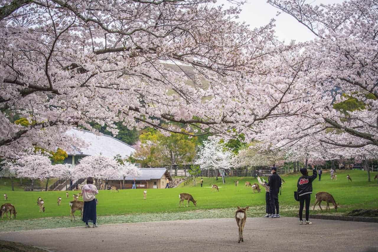 Sakura in Nara: The Best Cherry Blossoms Spots in 2025