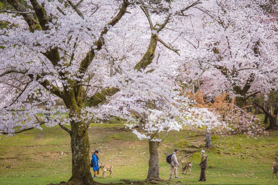 Sakura in Nara: The Best Cherry Blossoms Spots in 2025